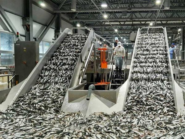 Fish Cold Room, Cold Room for Fish Storage - LINBLE
