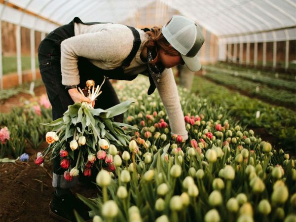 Flower Cold Room, Cold Storage for Fresh Flowers - LINBLE