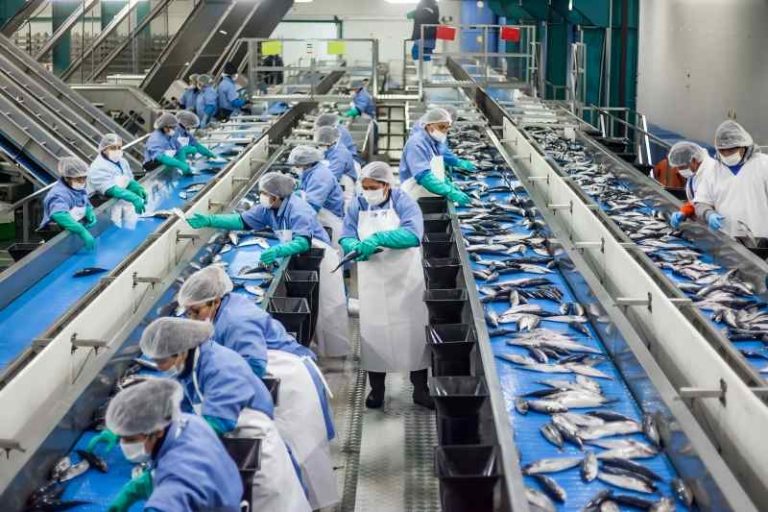Fish Processing Plant, Fish Processing Line - LINBLE